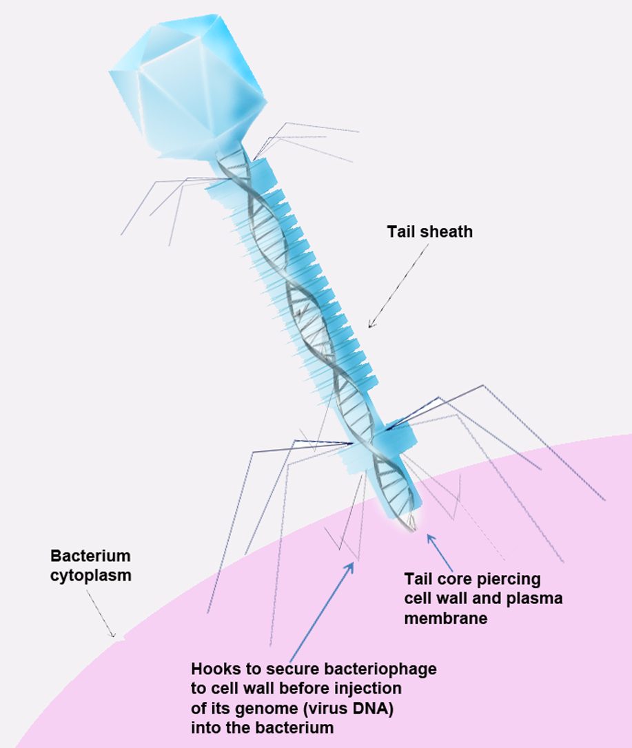 What are Bacteriophages? – Phelix Research & Development